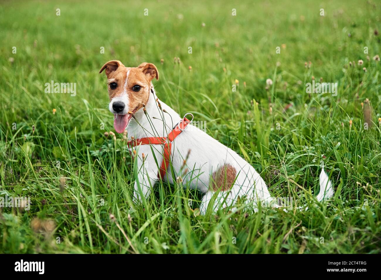 Dog on grass in a summer day. Jack russel terrier puppy portrait Stock ...