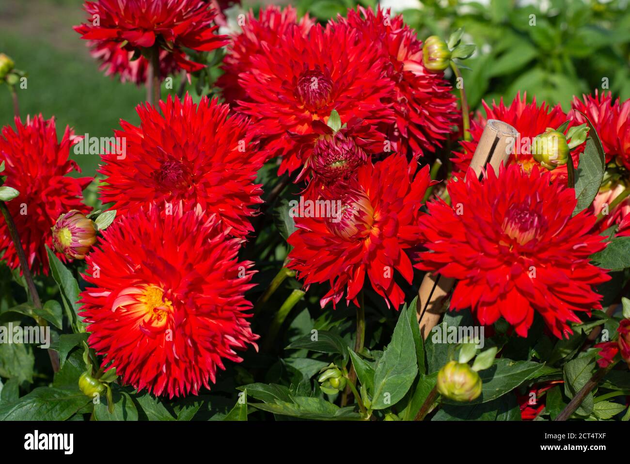 Red Dahlia variety Dahlia 70 flowering in a garden Stock Photo - Alamy
