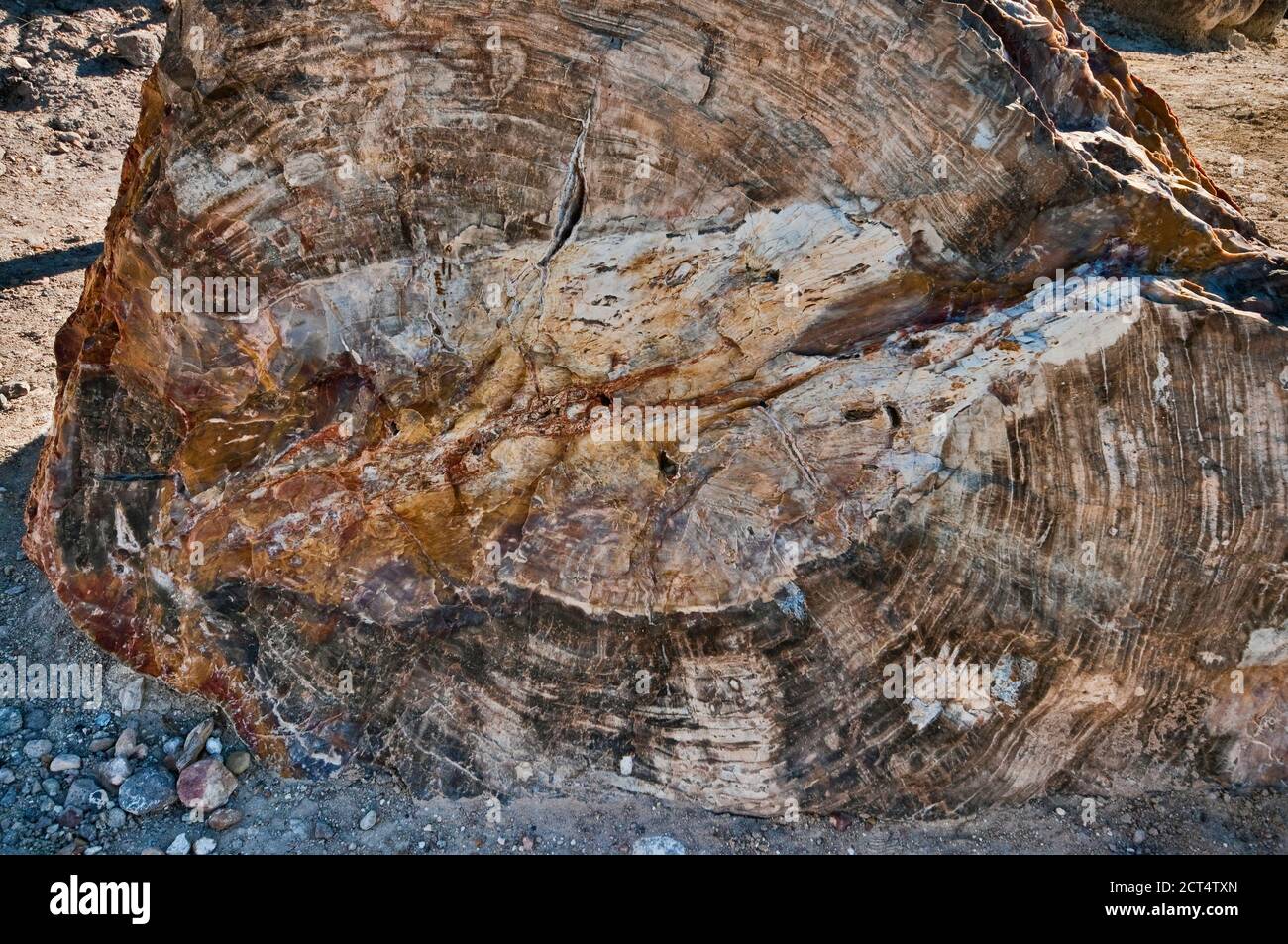 Rocks at Escalante Petrified Forest State Park, Colorado Plateau, Utah ...