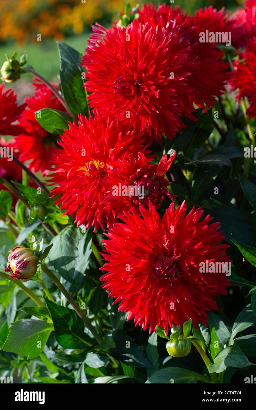 Red Dahlia variety Dahlia 70 flowering in a garden Stock Photo - Alamy