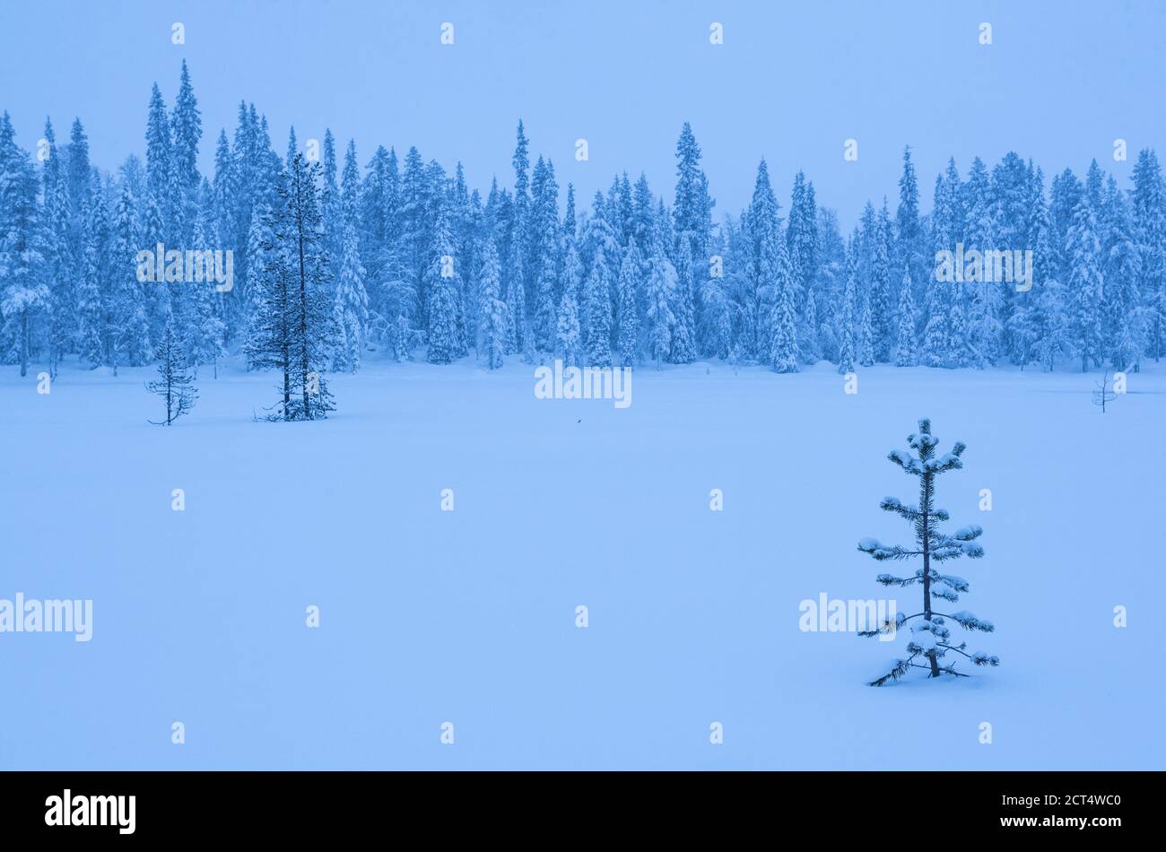 Snow covered forest, trees and winter landscape and scenery, Lapland ...