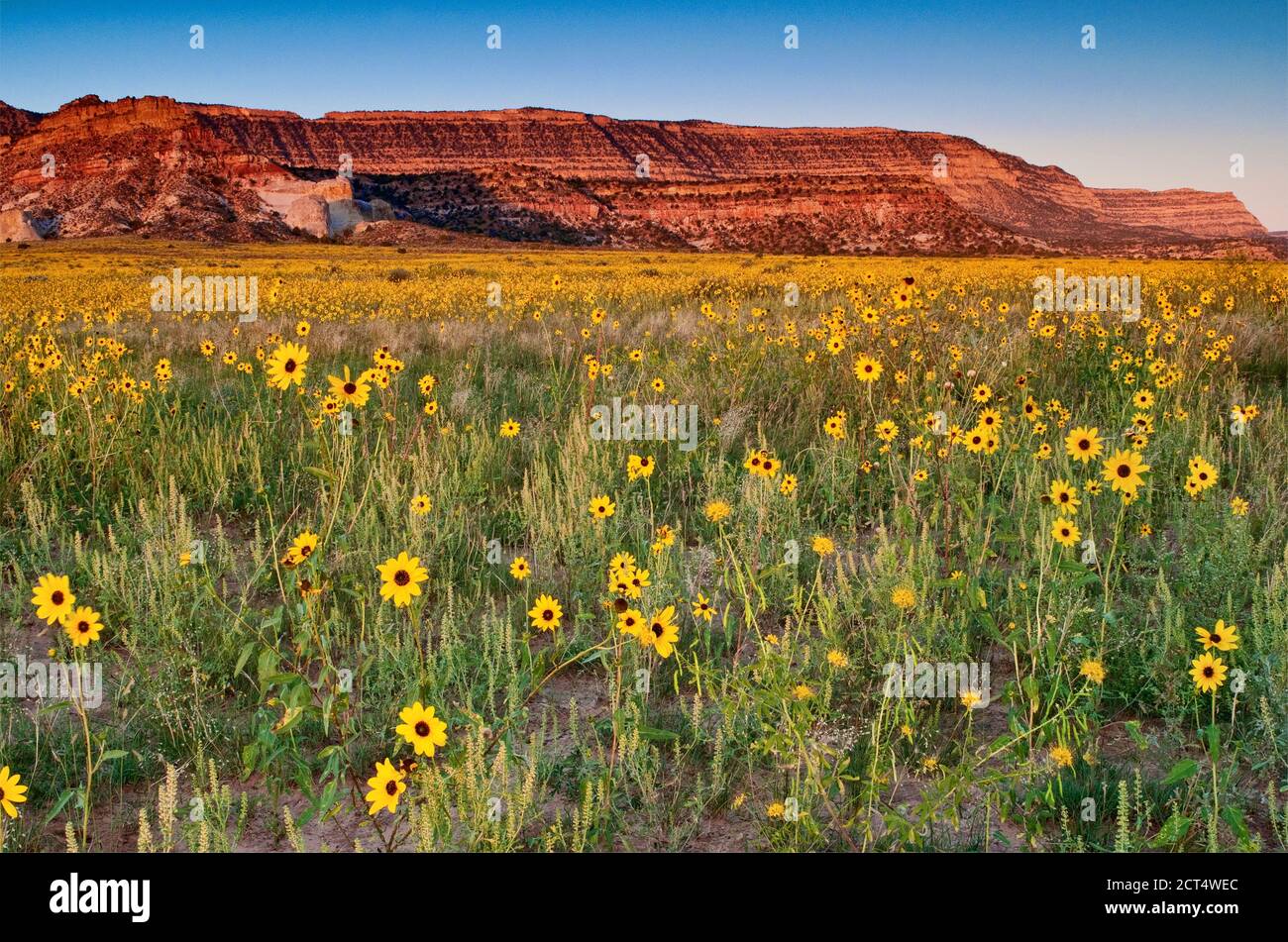 Sunflowers at Fiftymile Bench, Straight Cliffs in distance, Grand ...