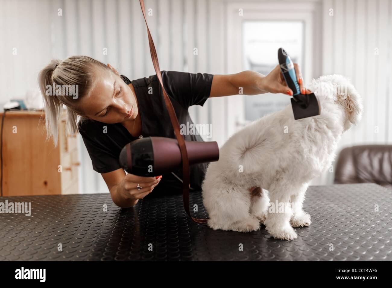 Dog showering and drying at the grooming saloon by pet beautician Stock ...
