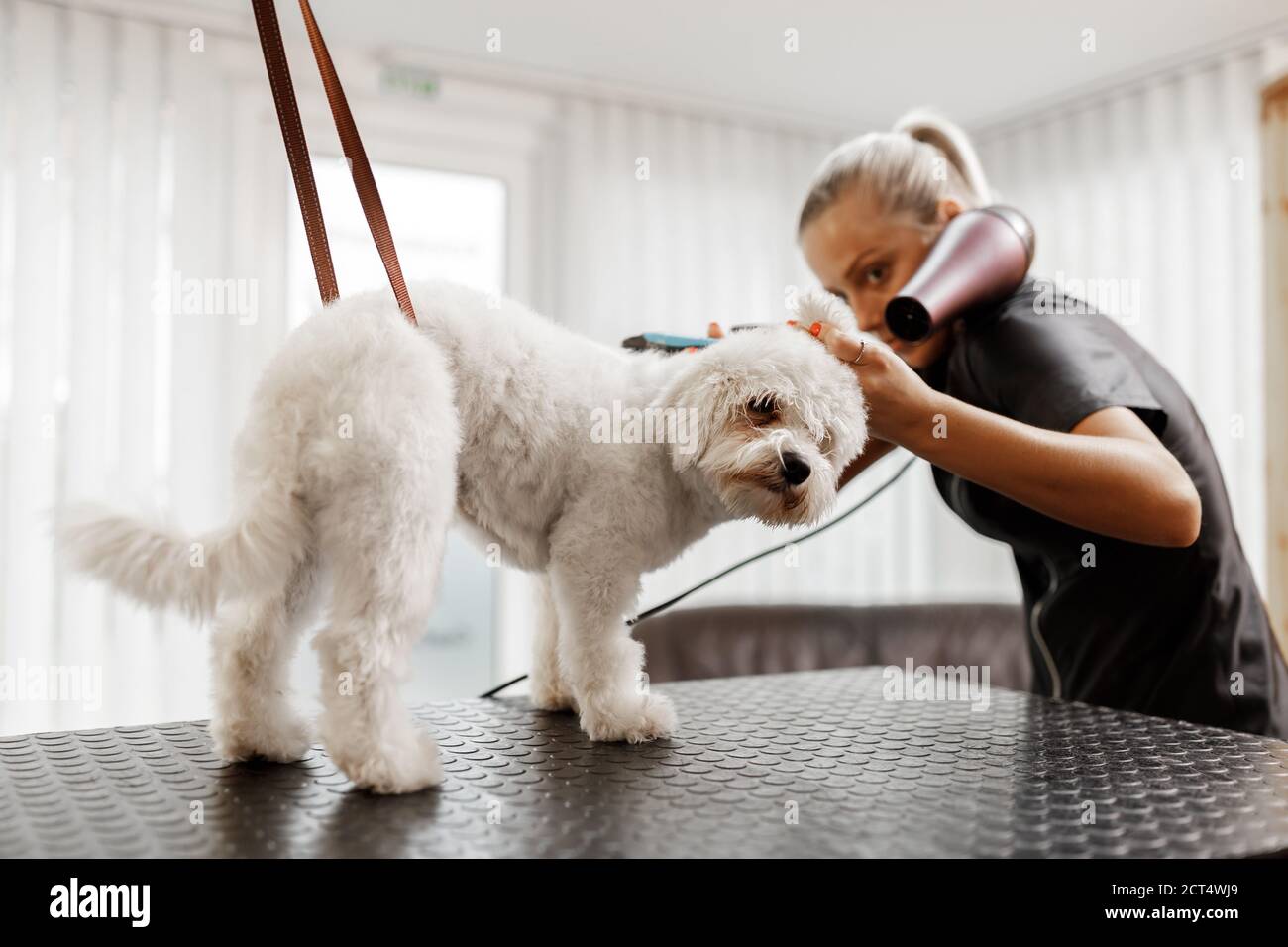 Dog showering and drying at the grooming saloon by pet beautician Stock ...