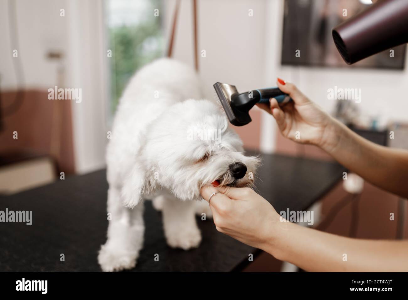 Dog showering and drying at the grooming saloon by pet beautician Stock ...