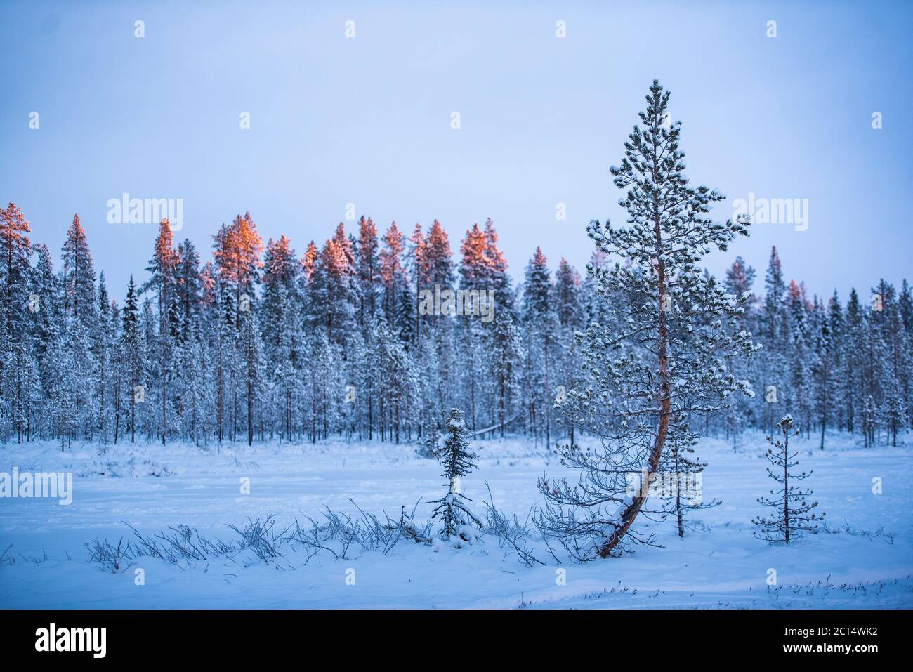 Sunlight hitting the top of snow covered trees in beautiful, winter ...