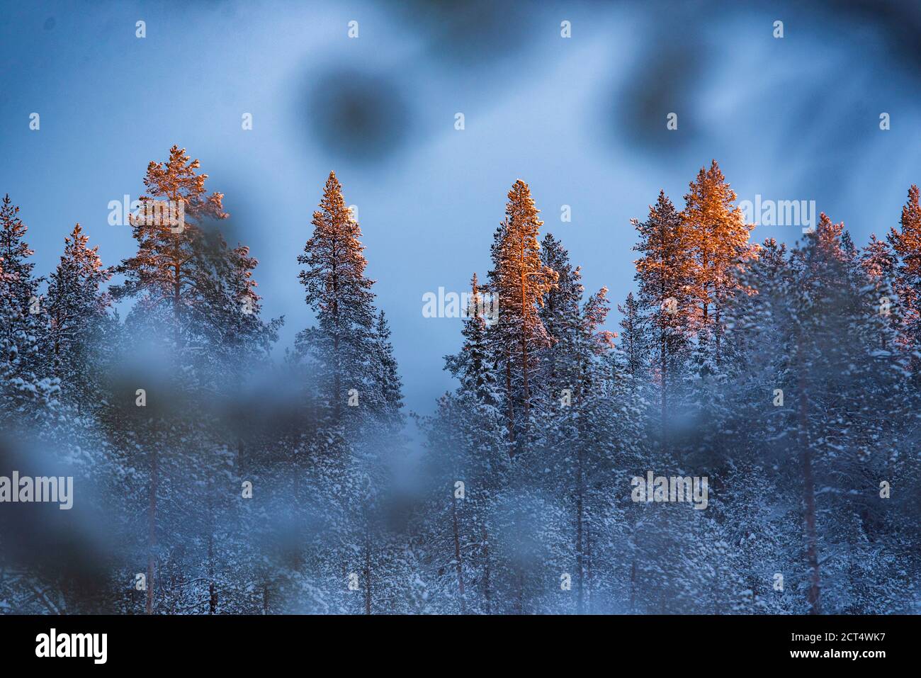 Sunlight hitting the top of snow covered trees in beautiful, winter ...