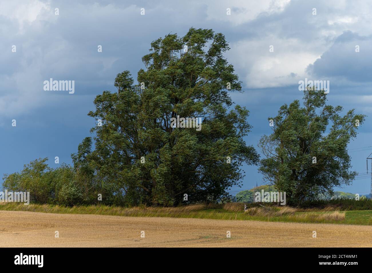 Stubble tree hi-res stock photography and images - Alamy