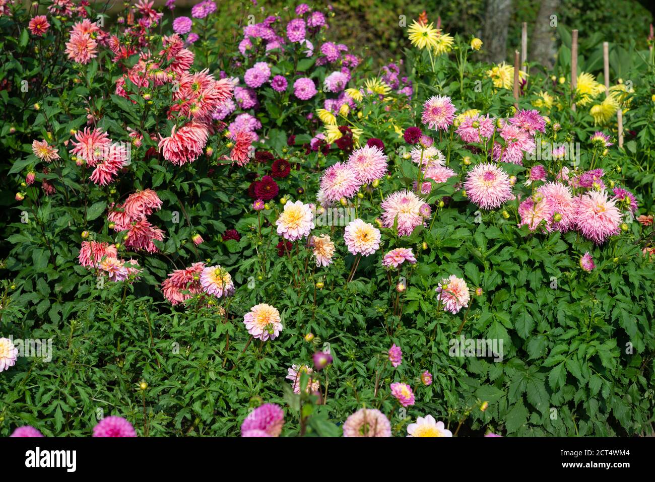 Gorgeous shape and color of dahlia hi-res stock photography and images ...