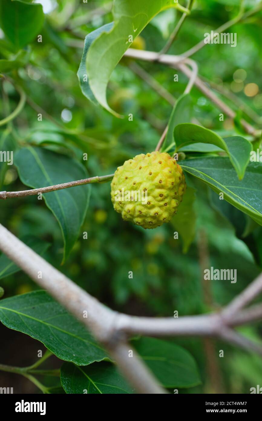 Morinda citrifolia aka great morinda, Indian mulberry, noni, beach ...