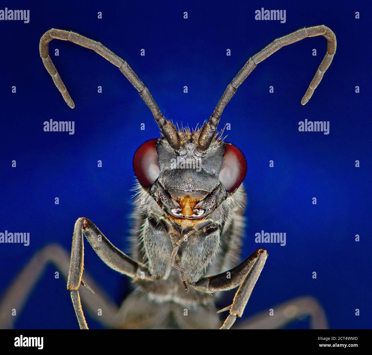 Spider hunter wasp, Anoplius sp., portrait view Stock Photo - Alamy