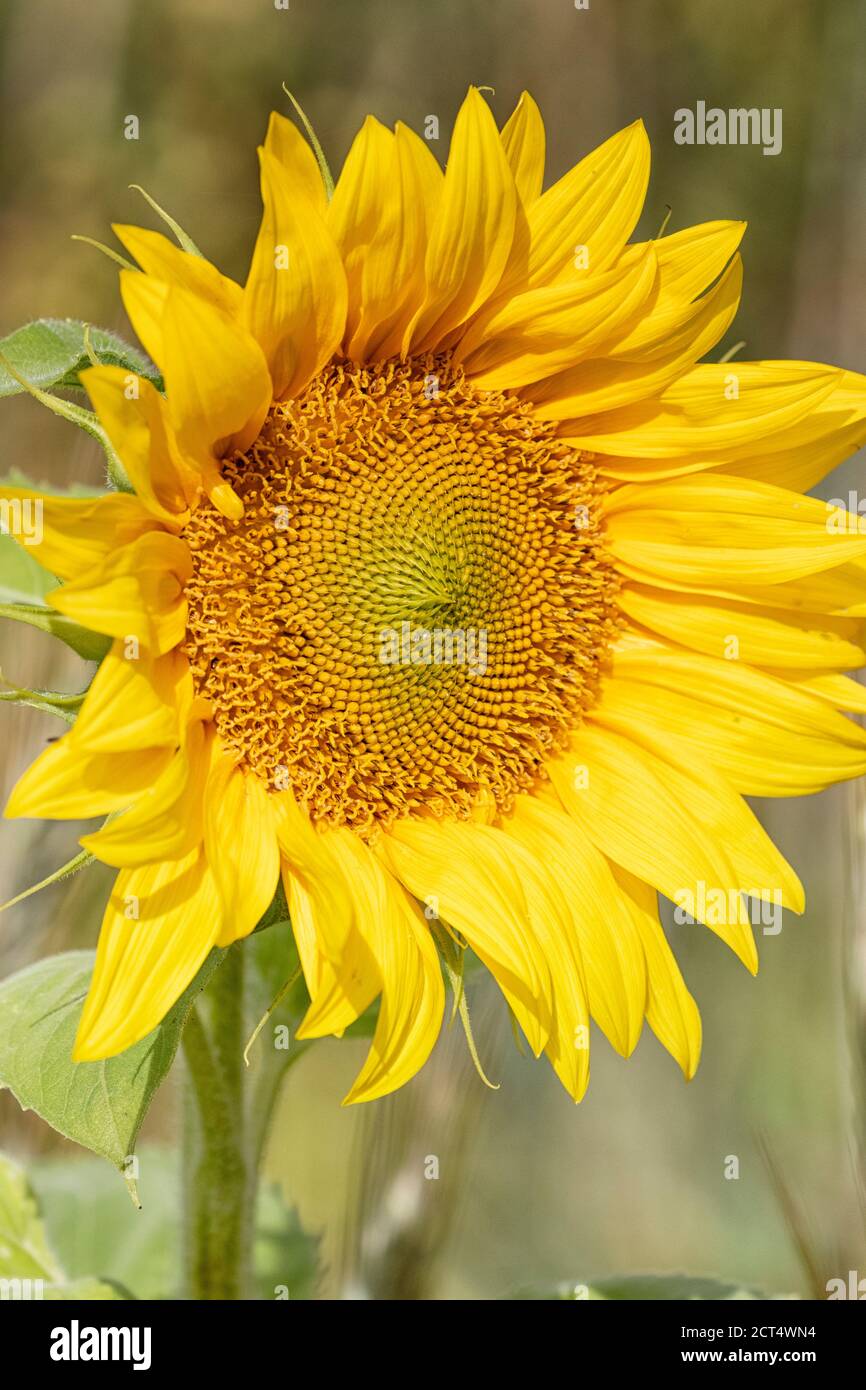 Sunflowers standing facing forward Stock Photo - Alamy