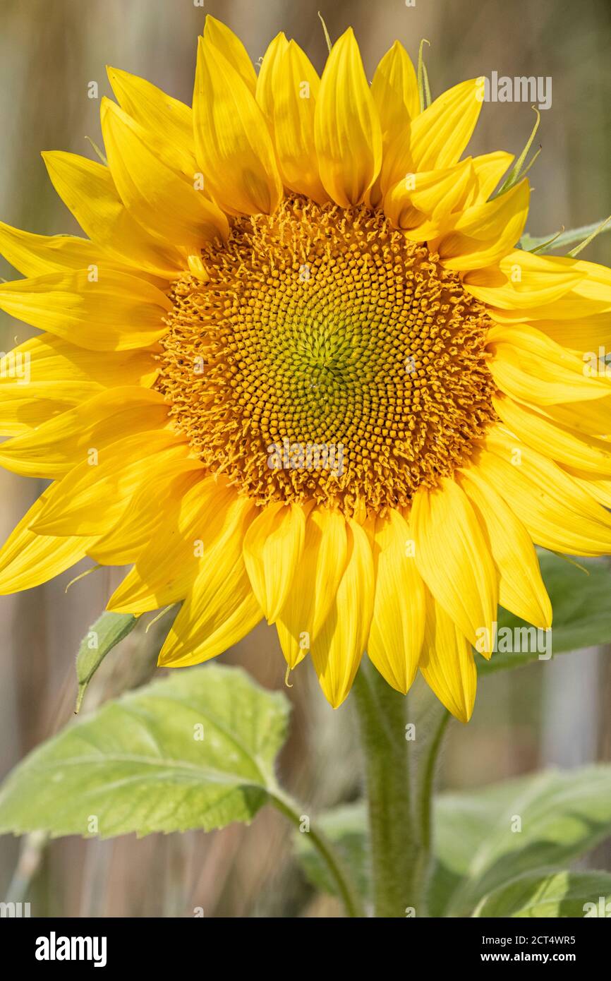 Golden sunflower facing forward hi-res stock photography and images - Alamy