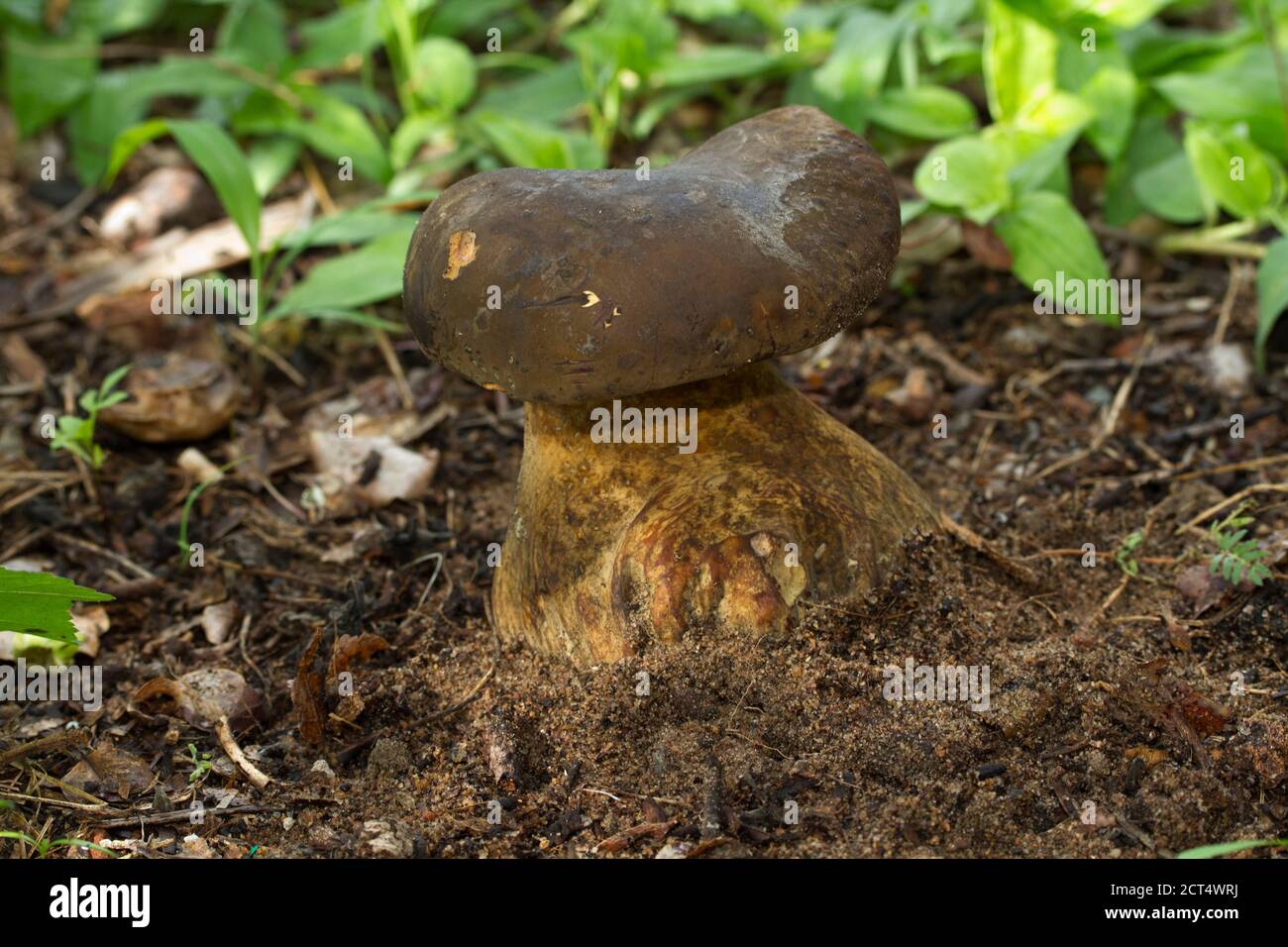 A large fruiting body and particularly bulbous stipe distinguishes the ...