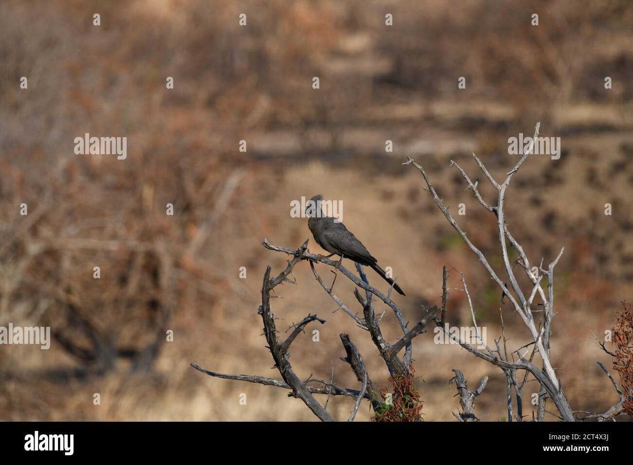 The grey go-away bird (Corythaixoides concolor) also known as grey ...