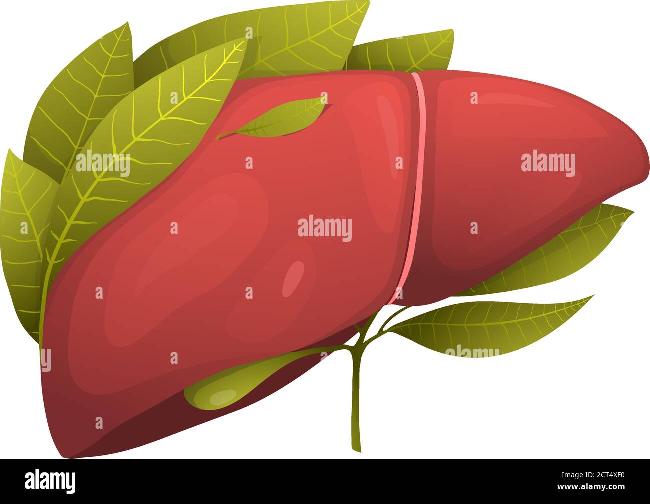 Clipart drawing healthy internal medicine Cut Out Stock Images ...