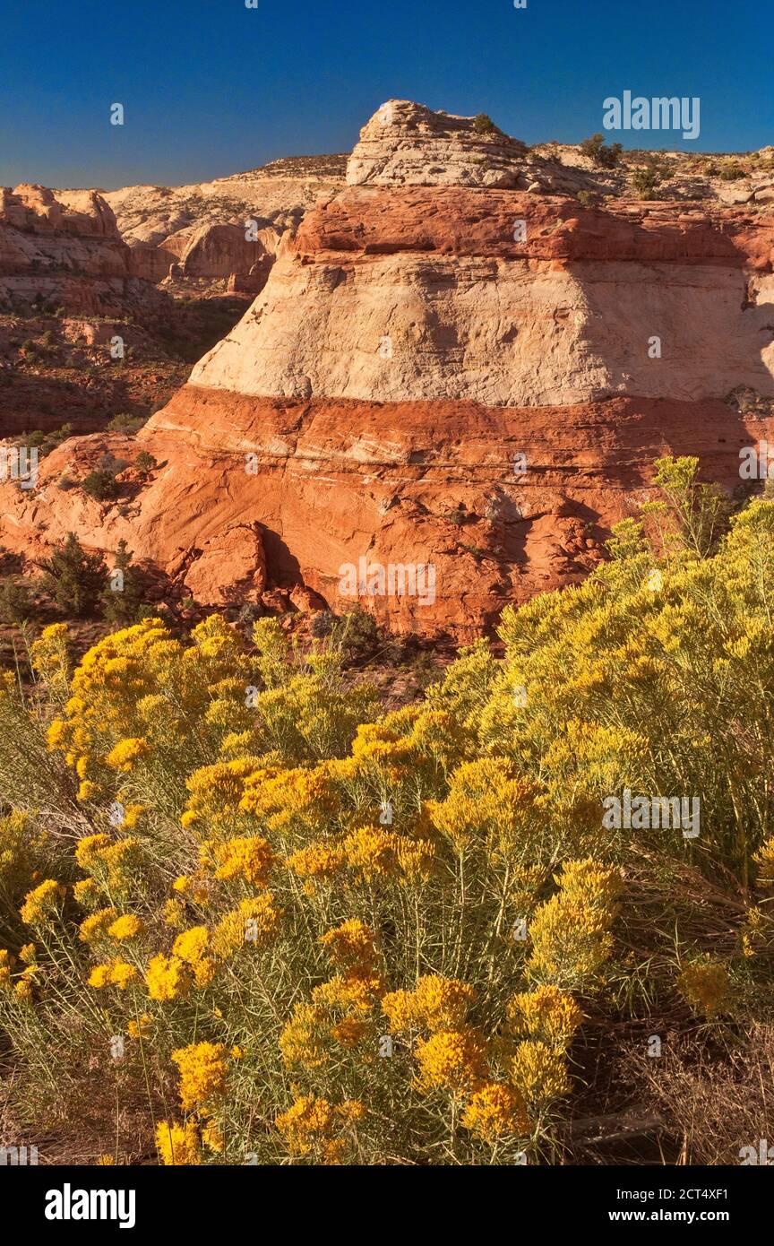 Blooming rabbitbrush and rocks in Calf Creek Campground area, Grand ...