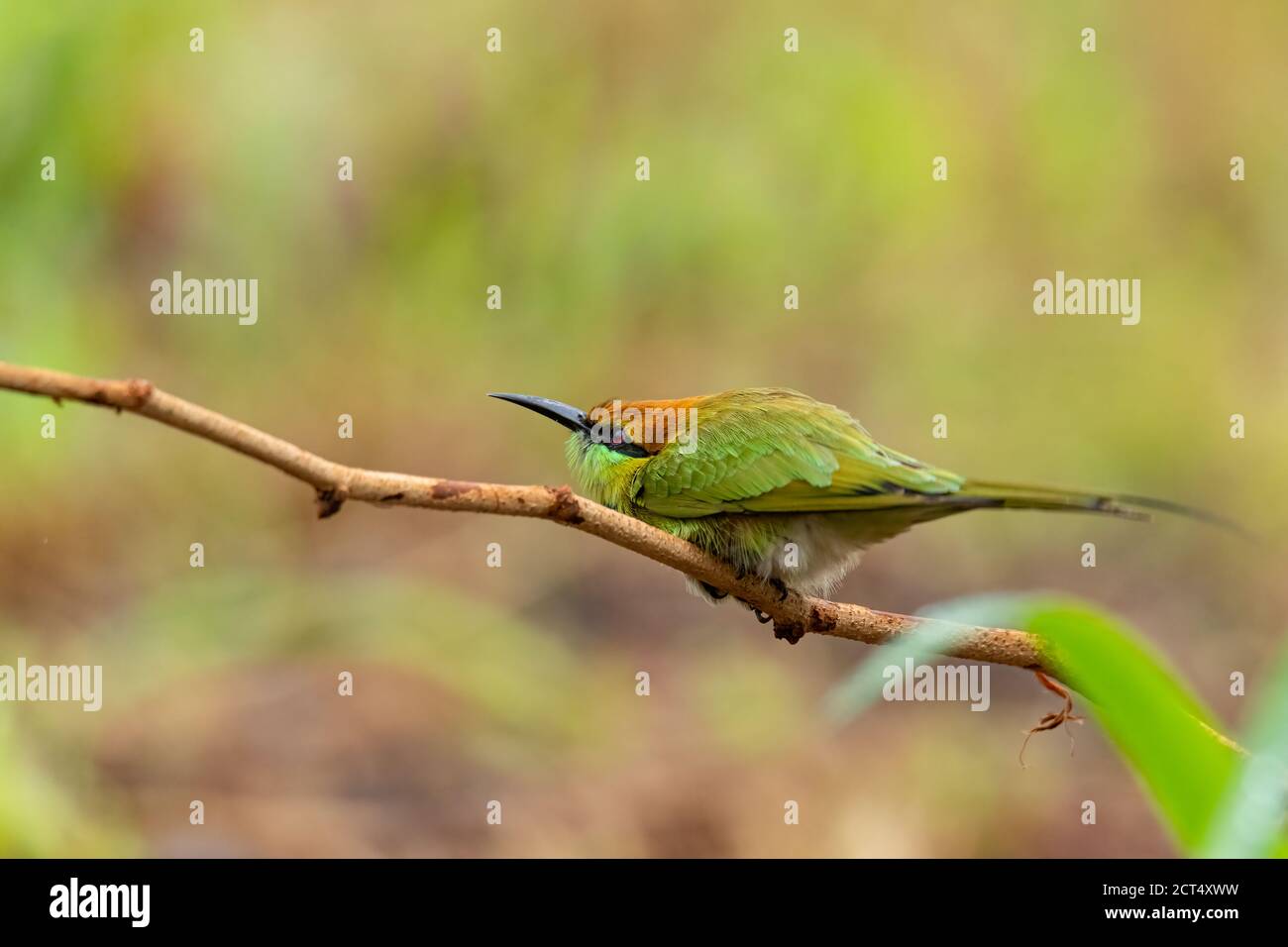 Green Bee-Eater eagerly staring and finding flying insect Stock Photo ...