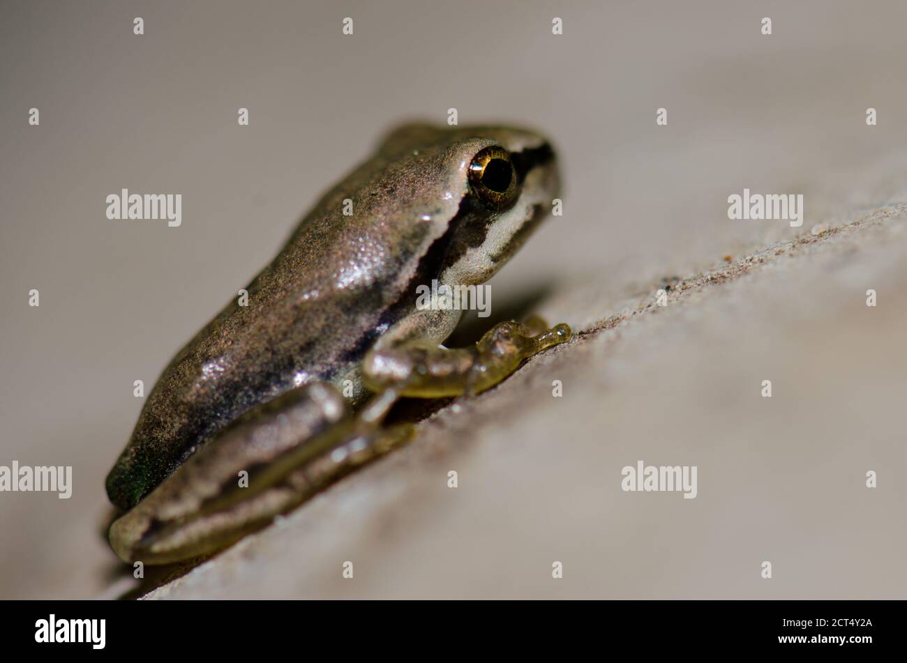 Mediterranean tree frog Hyla meridionalis. The Nublo Rural Park. Tejeda ...