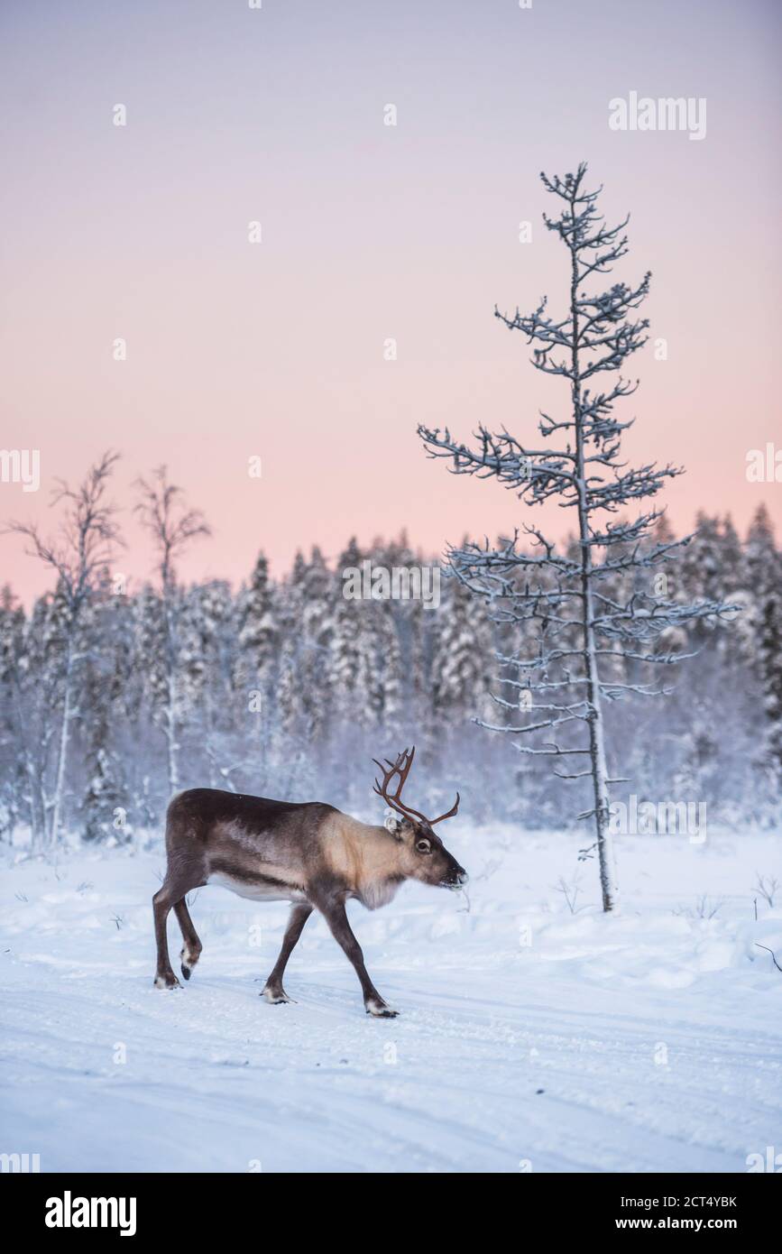 Reindeer at Christmas in the frozen cold snow covered winter landscape ...