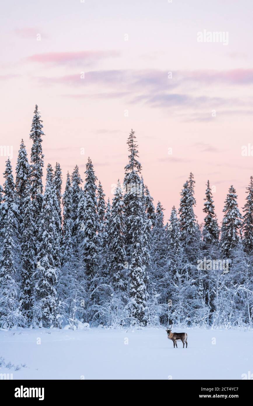 Lapland christmas hi-res stock photography and images - Alamy