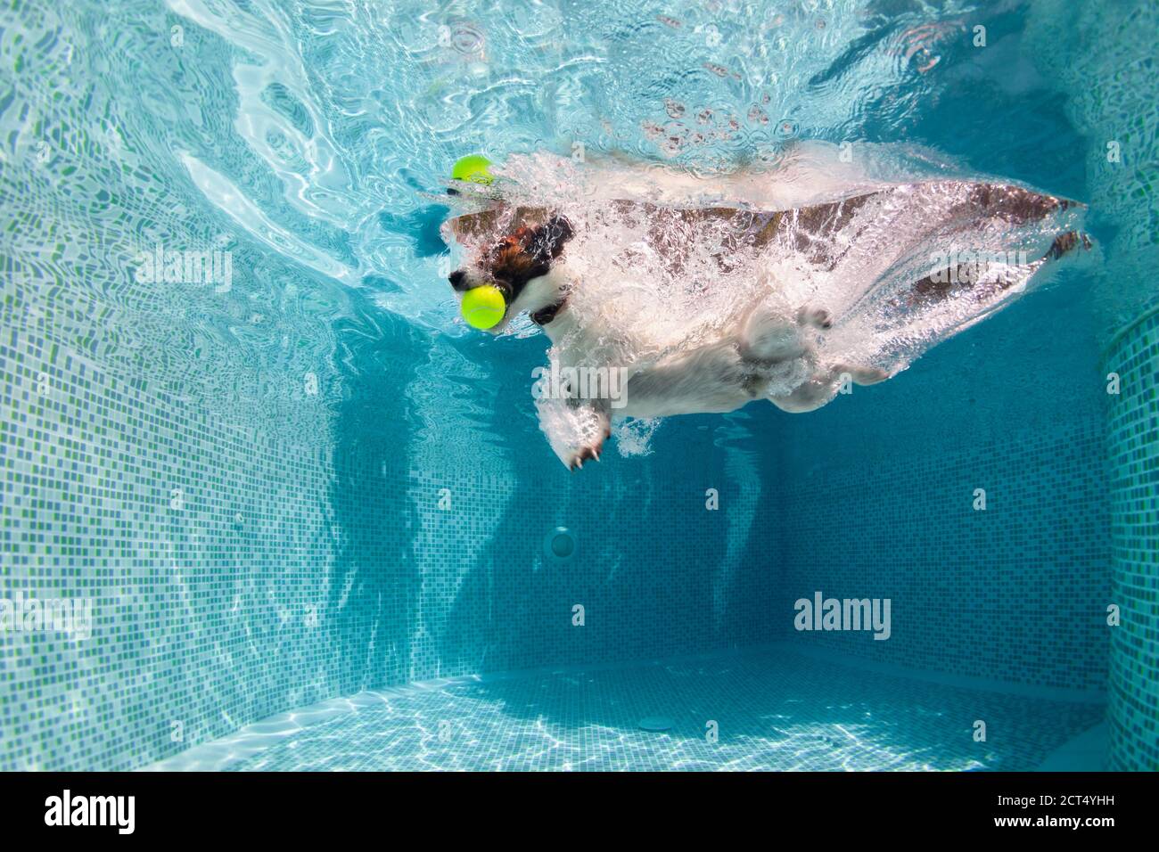 Underwater funny photo of jack russell terrier puppy playing with fun ...