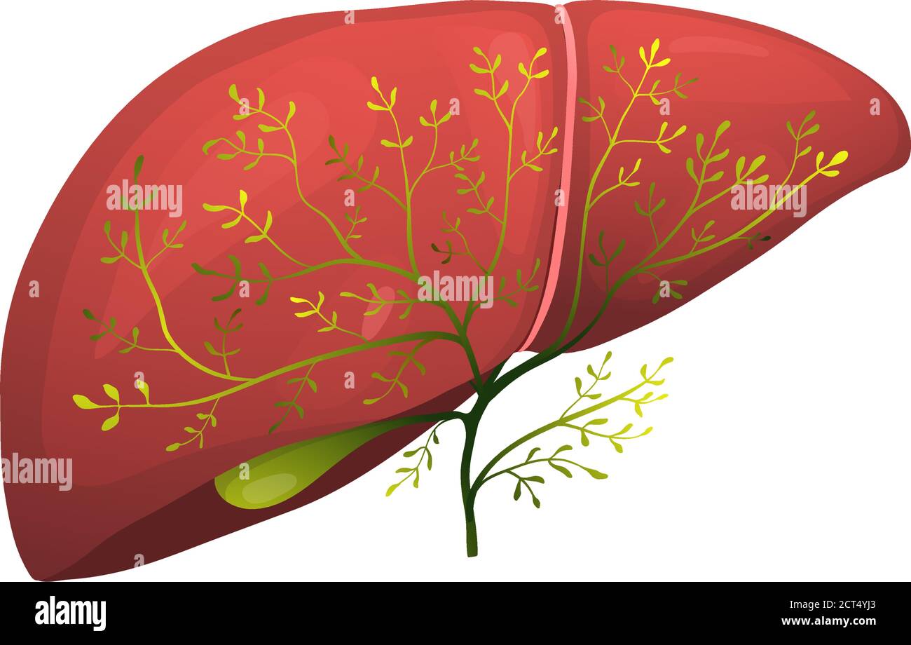 Organic Green Healthy Liver Realistic Organ Concept Stock Vector Image ...