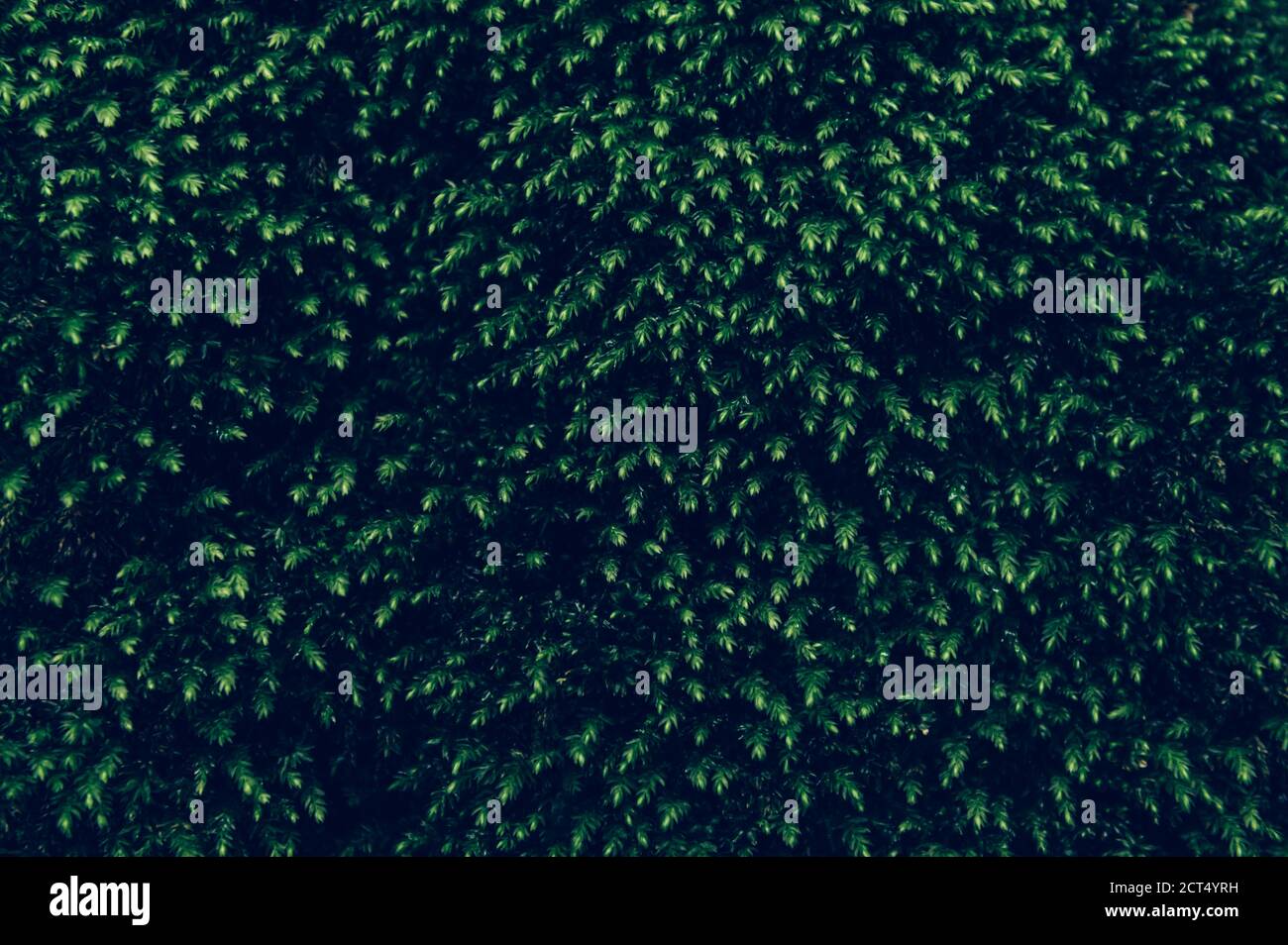 Organic living walls hi-res stock photography and images - Alamy