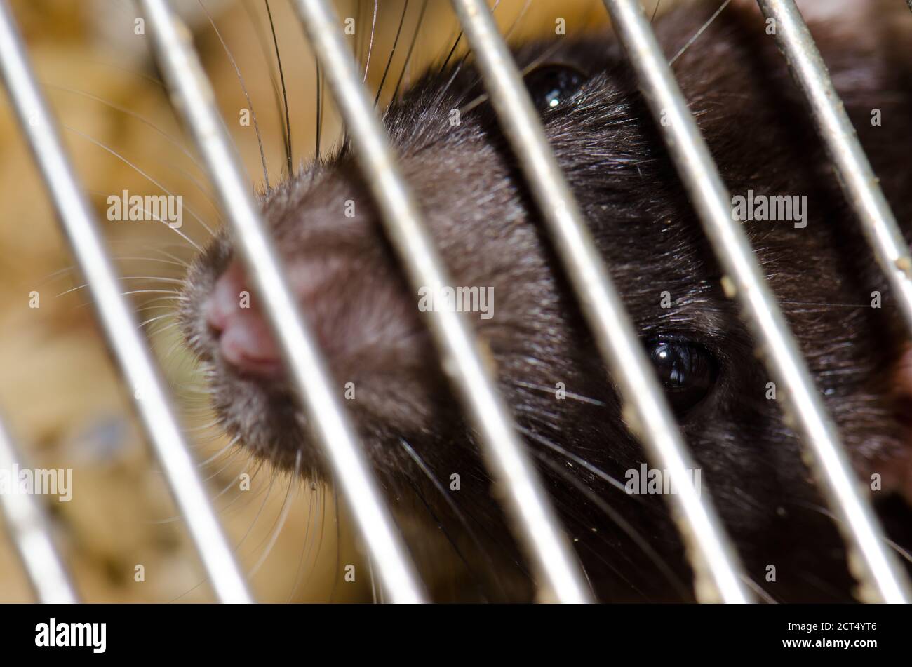 Laboratory rat Rattus norvegicus in a cage. Gran Canaria. Canary ...
