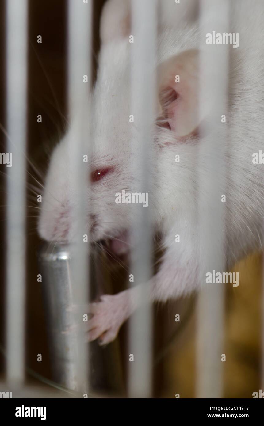 Laboratory mouse mus musculus drinking water in its cage. Gran Canaria ...