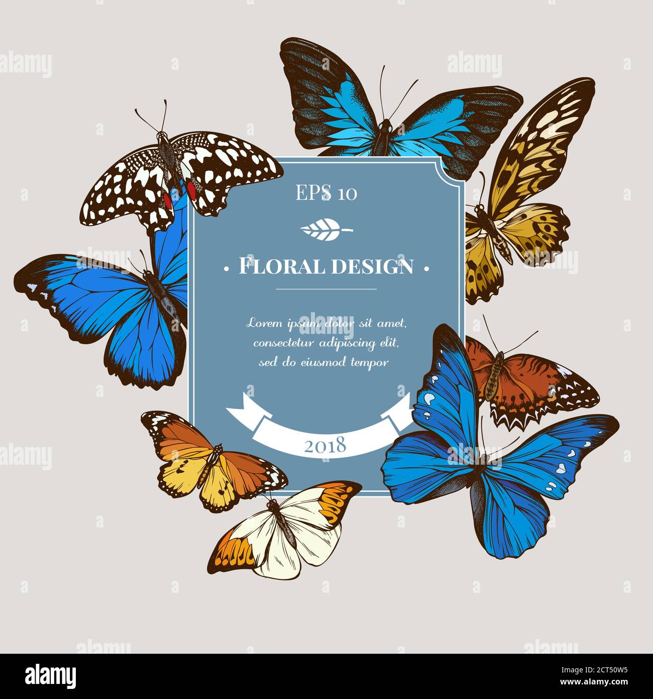 Morpho rhetenor cacica butterfly wing hi-res stock photography and ...