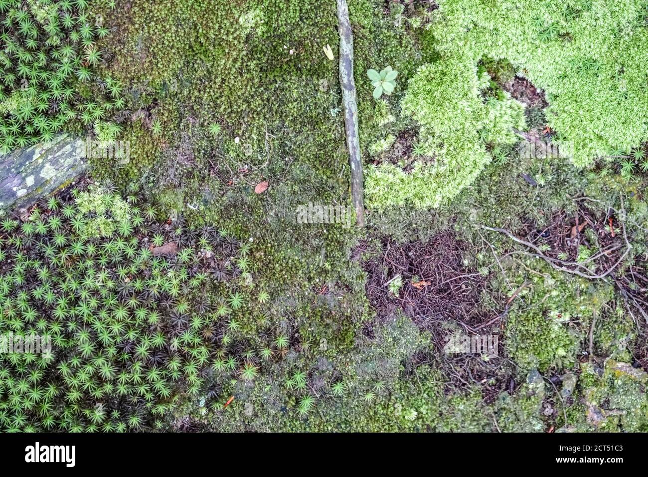 Koke (moss) at the Japanese Garden of Katsura Imperial Villa, Kyoto ...