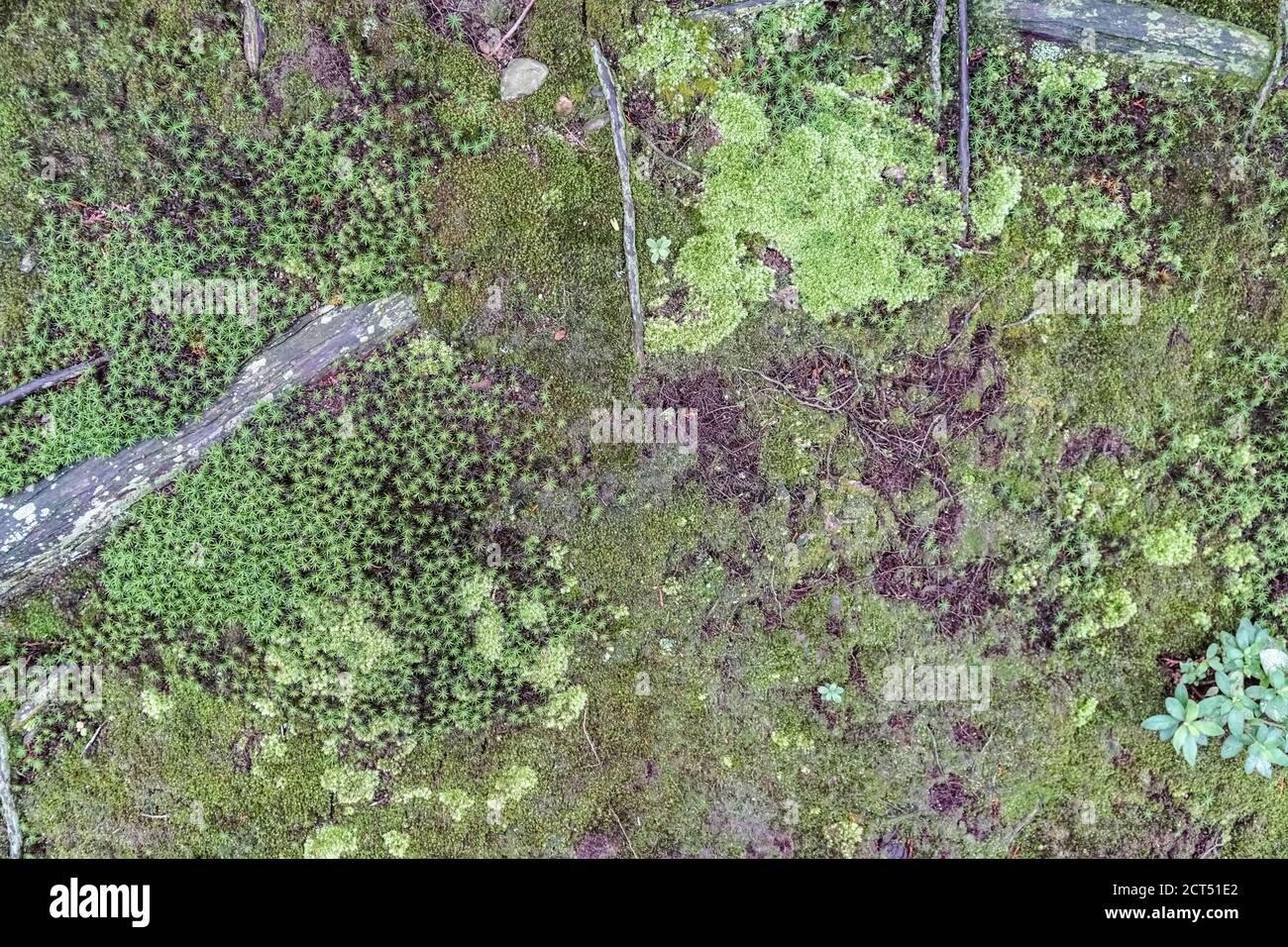 Koke (moss) at the Japanese Garden of Katsura Imperial Villa, Kyoto ...