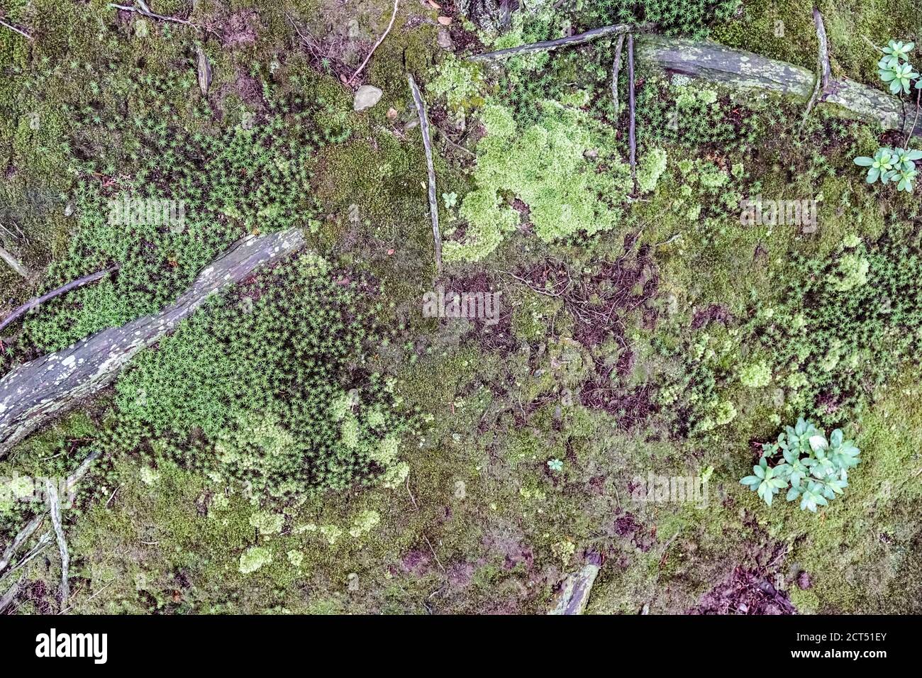 Koke (moss) at the Japanese Garden of Katsura Imperial Villa, Kyoto ...