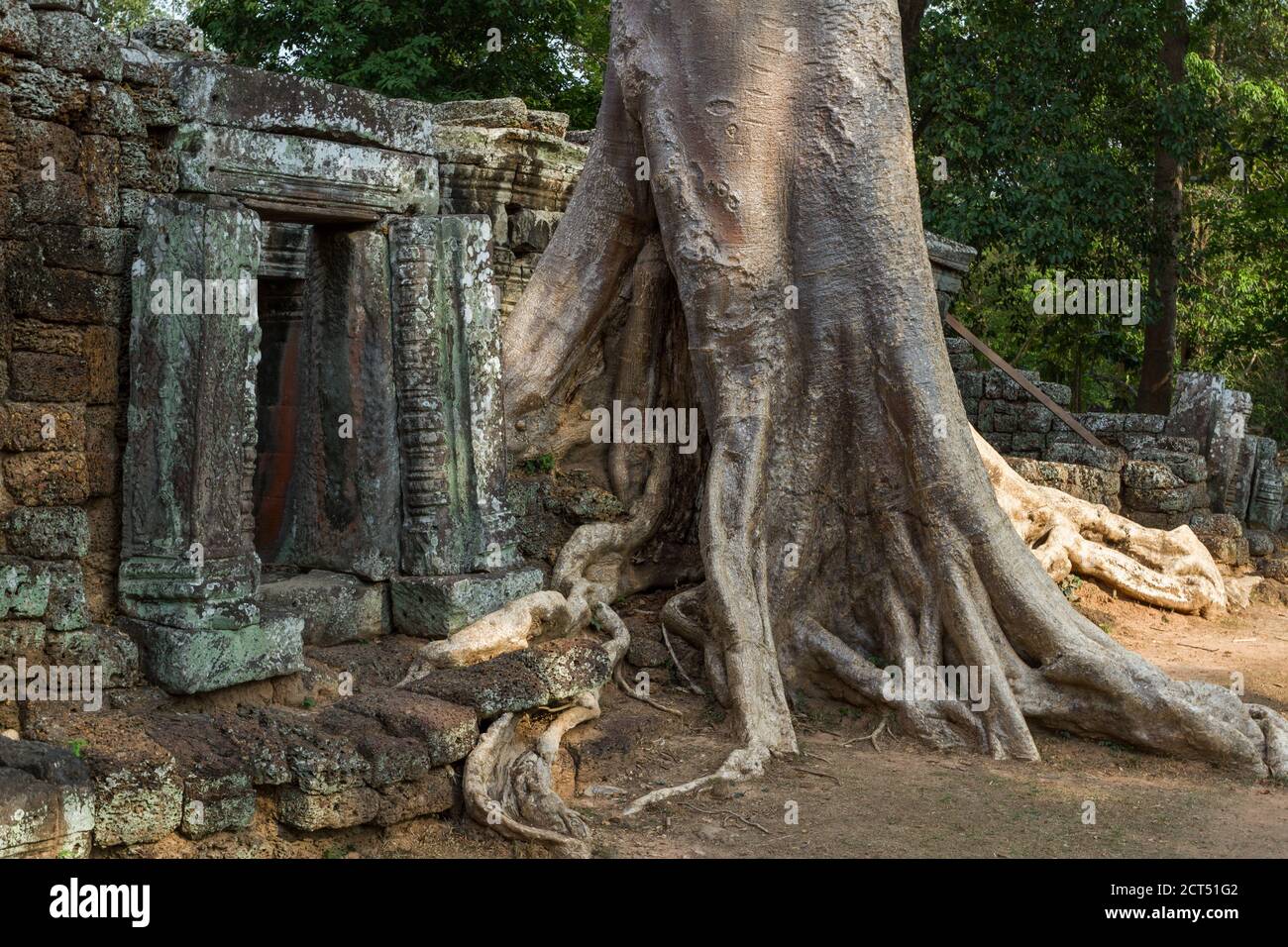Giant tree covering an ancient temple in Siem Reap Stock Photo - Alamy