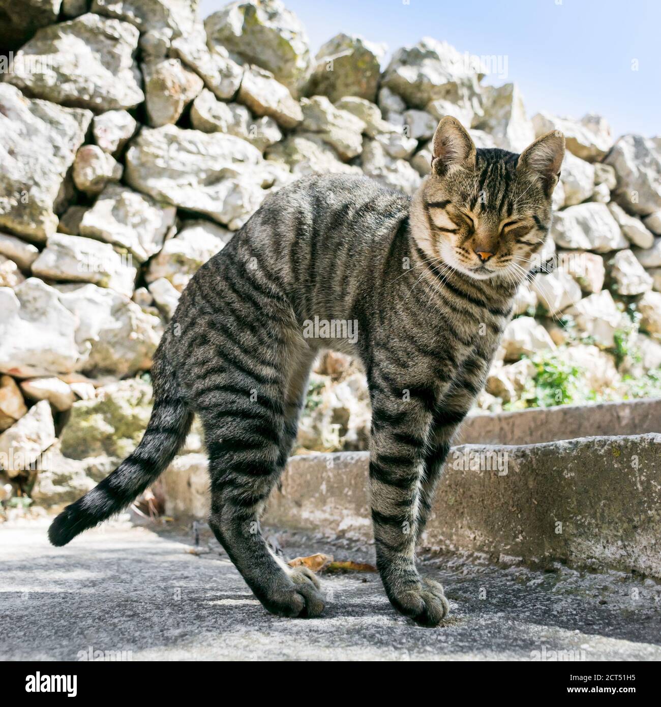 Tabby cat stretching on steps, Greece, Karpathos Island Stock Photo - Alamy