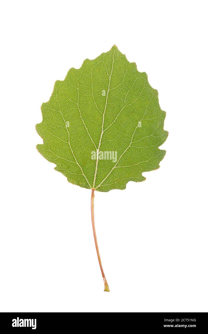 green aspen leaf isolated on white background Stock Photo - Alamy