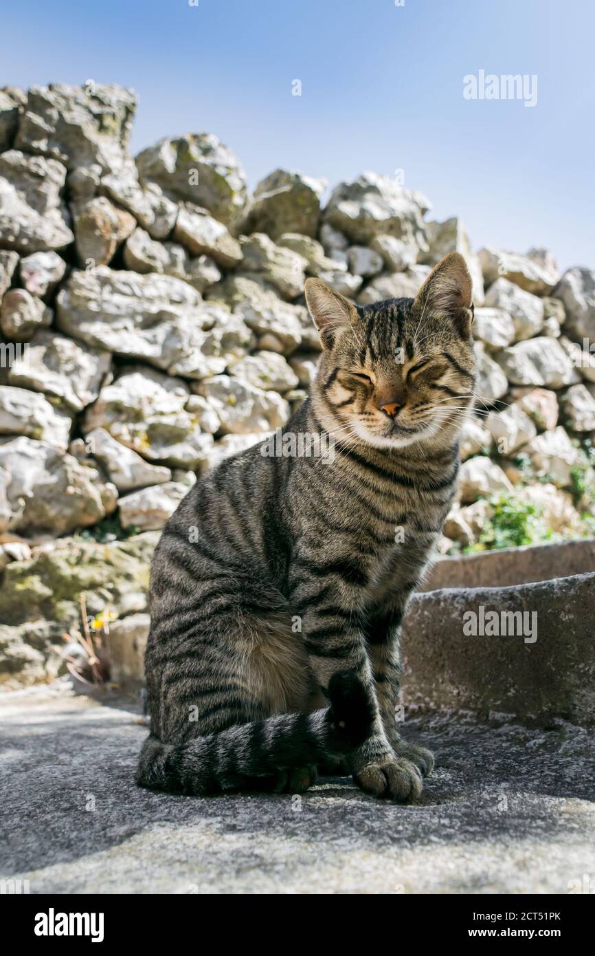Greek cat sitting on a street in Karpathos Island, Greece Stock Photo ...