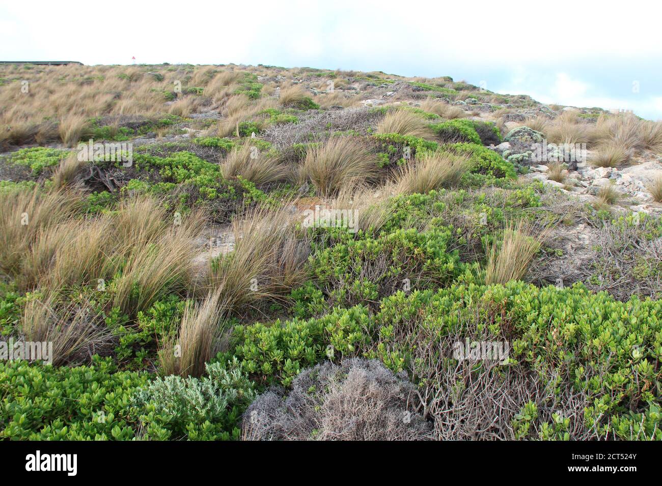 wild plants on kangaroo island (australia Stock Photo - Alamy
