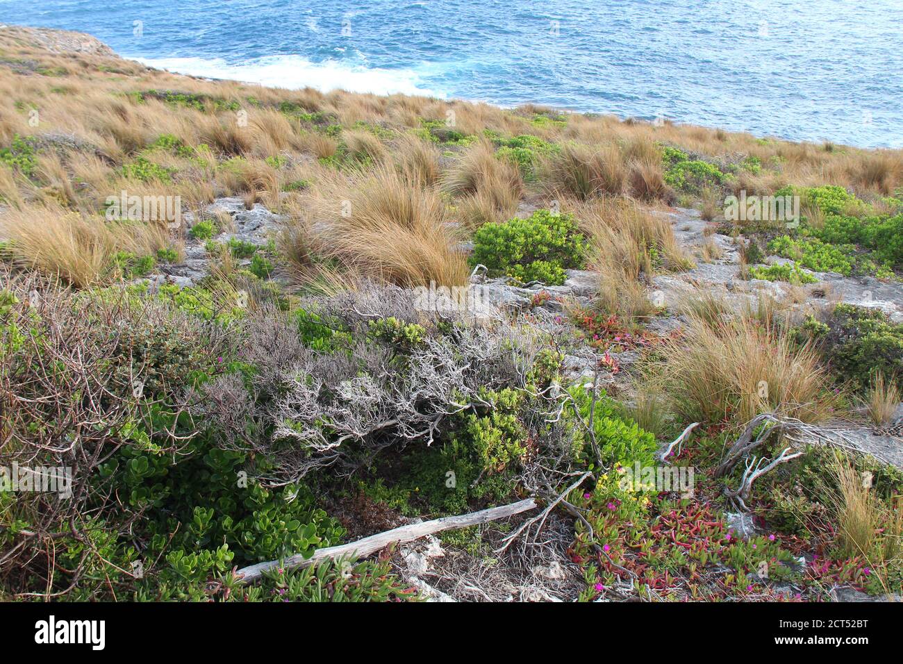 wild plants on kangaroo island (australia Stock Photo - Alamy