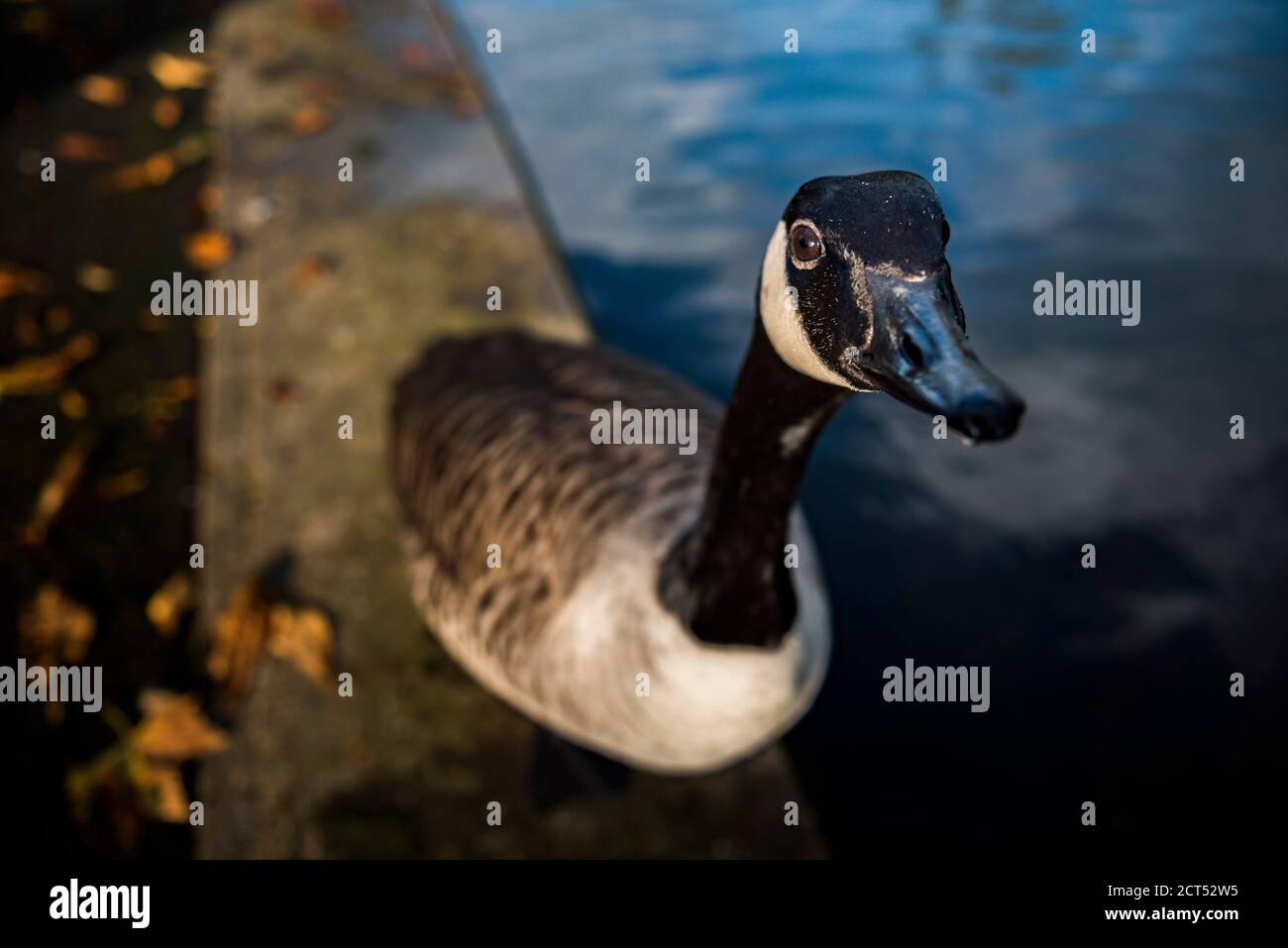 Canada geese urban park hi-res stock photography and images - Alamy