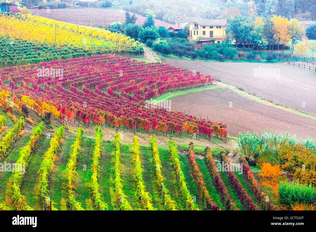 beauty in nature - autumn countryside with rows of colorful vineyards ...