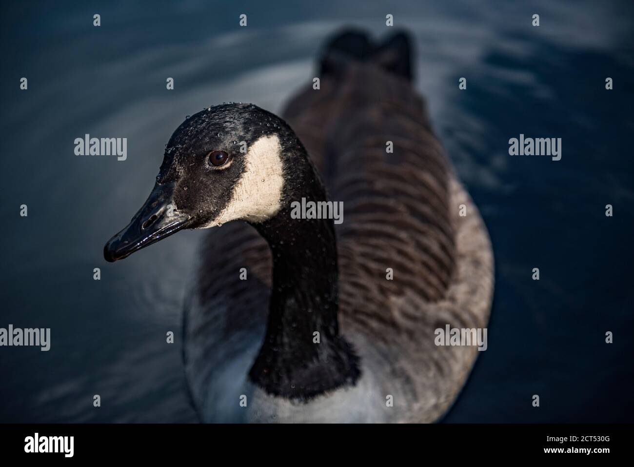 The royal parks of london wildlife hi-res stock photography and images ...