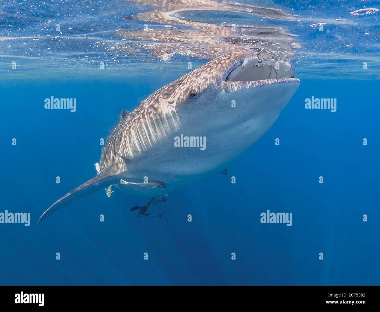 Whale shark at the surface feeding low angle view Stock Photo - Alamy