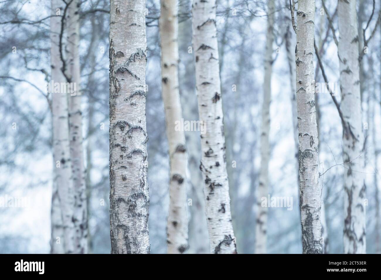 Birch Tree woodland in Richmond Park, London, England Stock Photo - Alamy