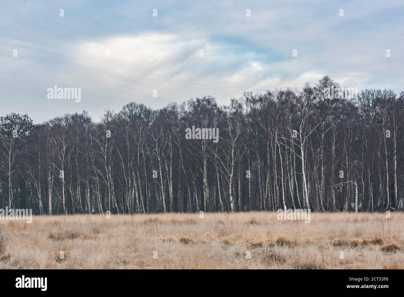 Birch Tree woodland in Richmond Park, London, England Stock Photo - Alamy
