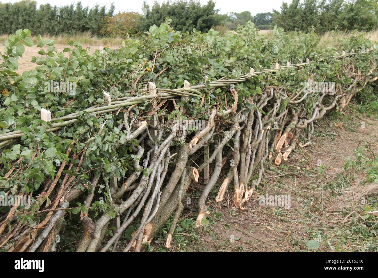 A Finished Section of Freshly Cut Hedge Laying Stock Photo - Alamy