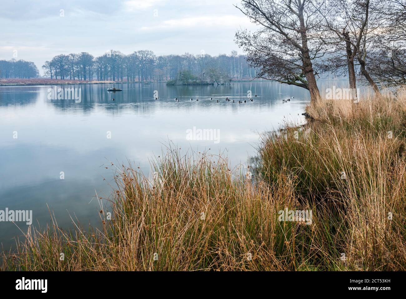 Pen Ponds, the lakes in Richmond Park, London, England Stock Photo - Alamy
