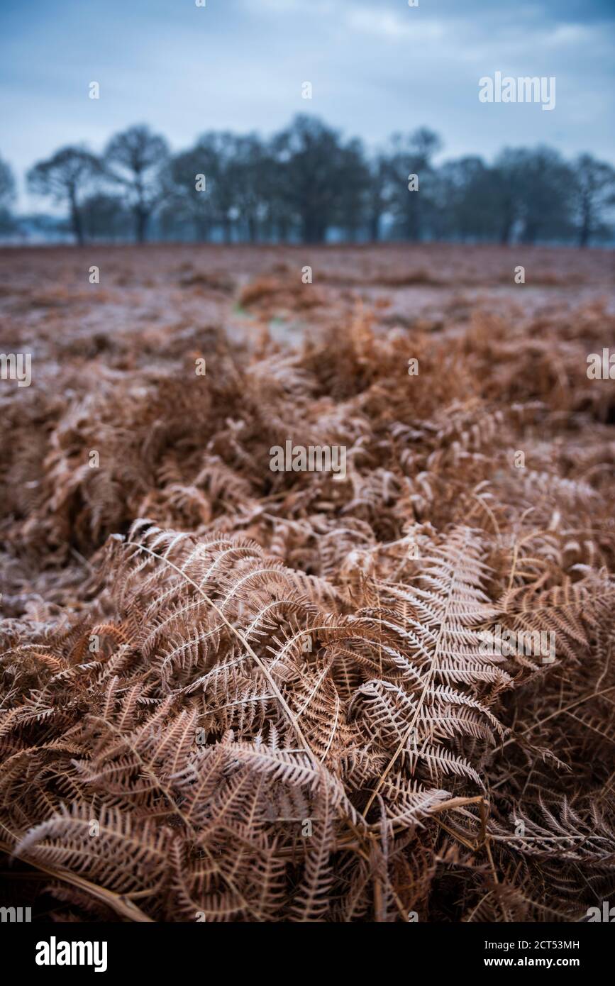 Ferns in Richmond Park, London, England Stock Photo - Alamy