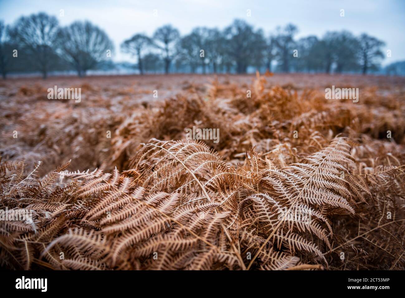 England ferns hi-res stock photography and images - Alamy